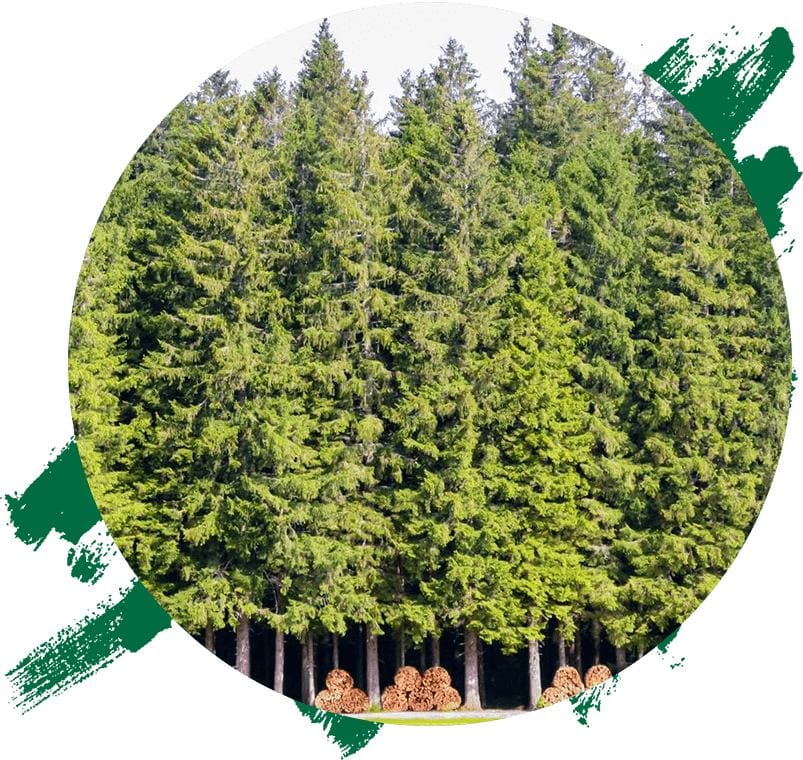 Get In Touch and Connect - Able Tree Service