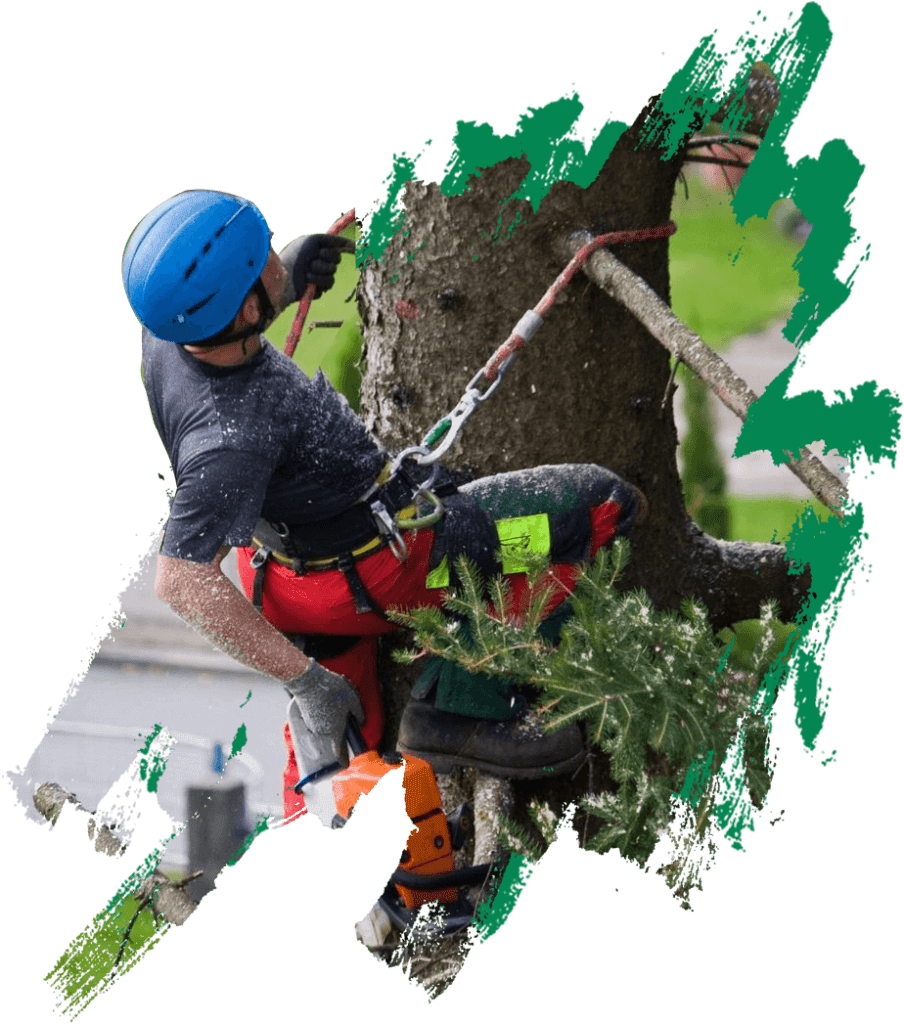 Tree Service Missoula - Able Tree Service